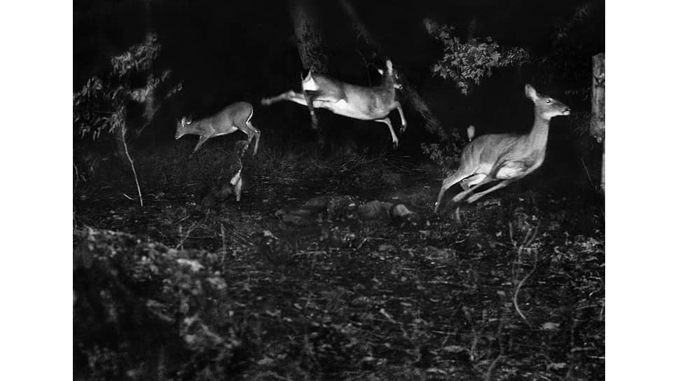 Первые фоторепортажи, которые изменили наш взгляд на мир