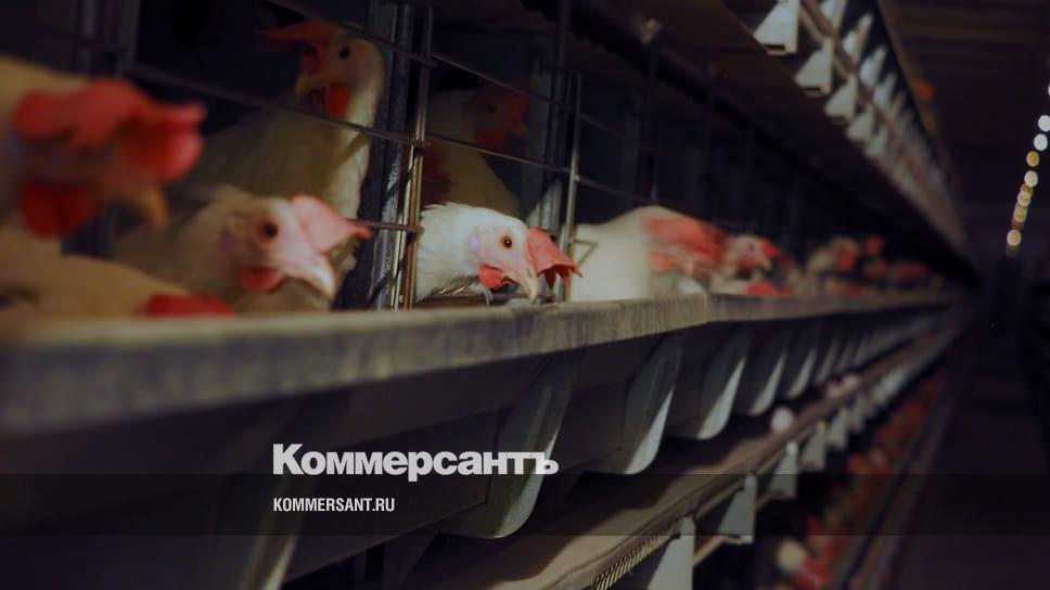 «Рефтинская» птицефабрика сняла с должности гендиректора СКХП ...