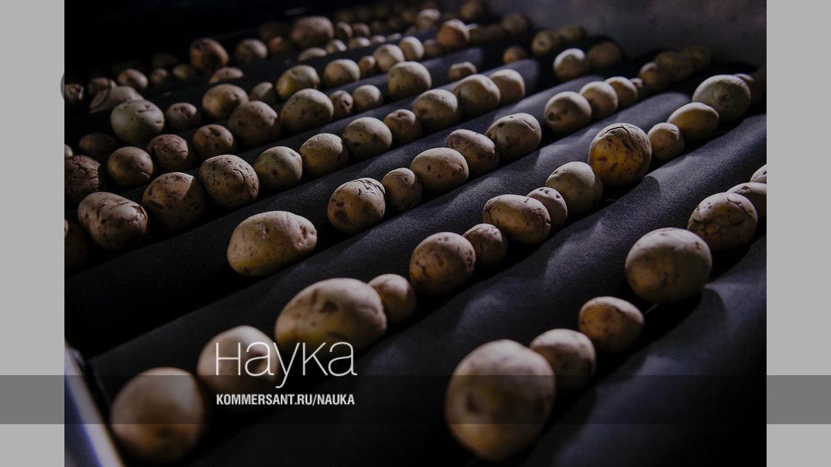 Картошка по-эфиопски – Наука